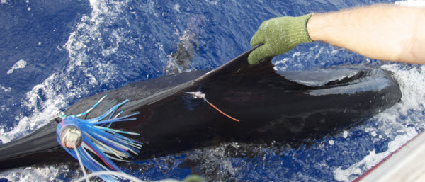 Gamefishing – the NZ gamefish tagging program - The Fishing Website