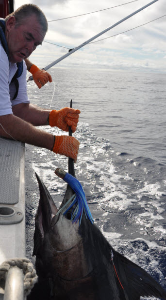 Gamefishing – the NZ gamefish tagging program - The Fishing Website