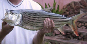 Tigerfish in Zimbabwe - The Fishing Website