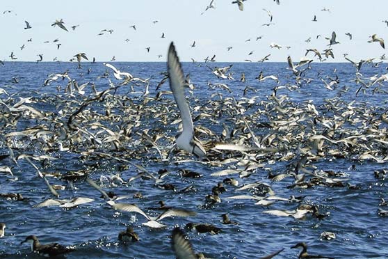 Bird watching - finding fish - The Fishing Website