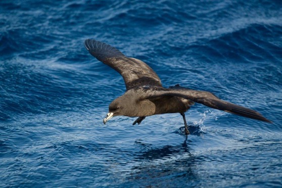 Nature's fish finders - tune in and take care - The Fishing Website
