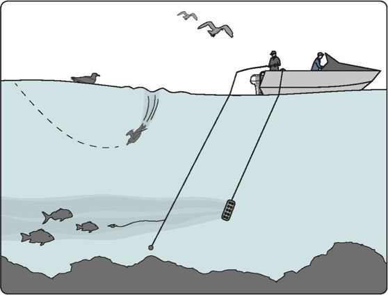 Nature's fish finders - tune in and take care - The Fishing Website