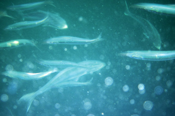 How to catch Kahawai - baits and trolling - The Fishing Website