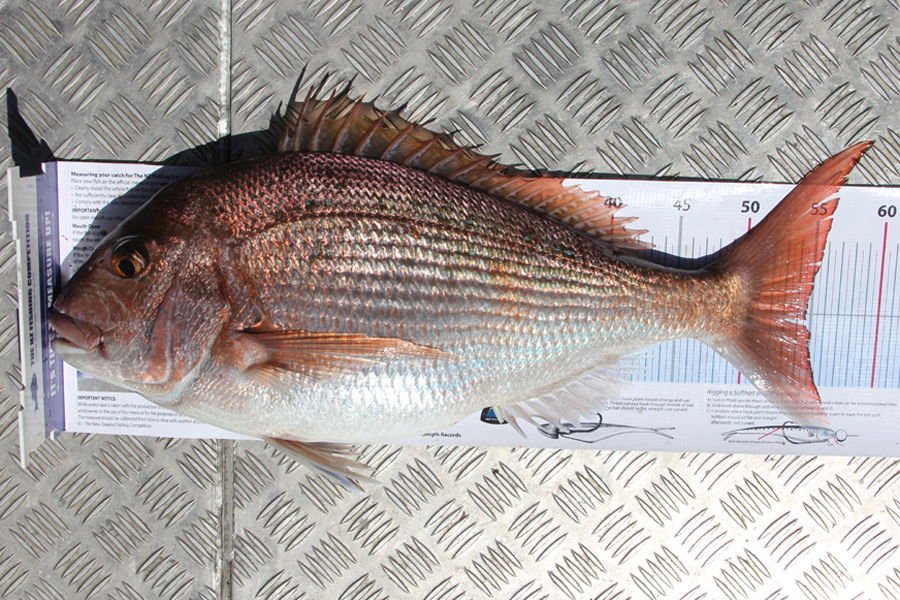 The state of our fisheries - The Fishing Website