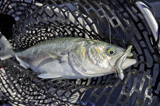 How to catch Kahawai on lures - The Fishing Website