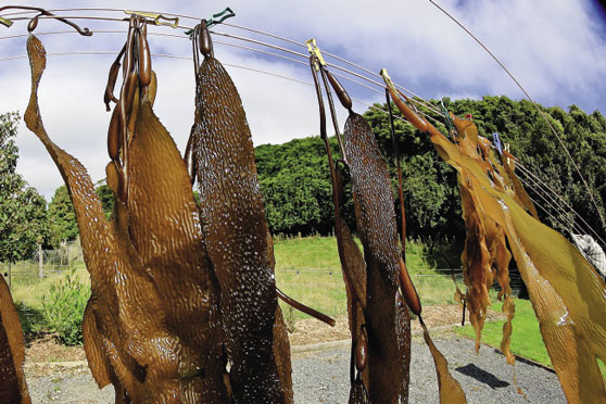 Seafood - additional bounty from the sea - The Fishing Website