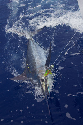 Gamefishing in Vava'u - The Fishing Website