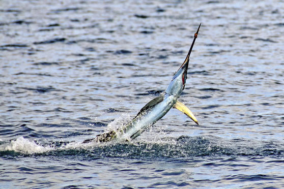 Fishing the Solomon Islands - The Fishing Website