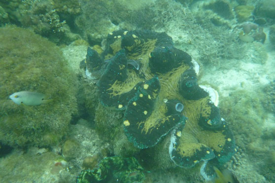 Fishing the Solomon Islands - The Fishing Website