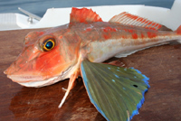 How to Catch Gurnard - The Fishing Website - The Fishing Website