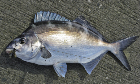 Mainland fishing options - South Island - The Fishing Website