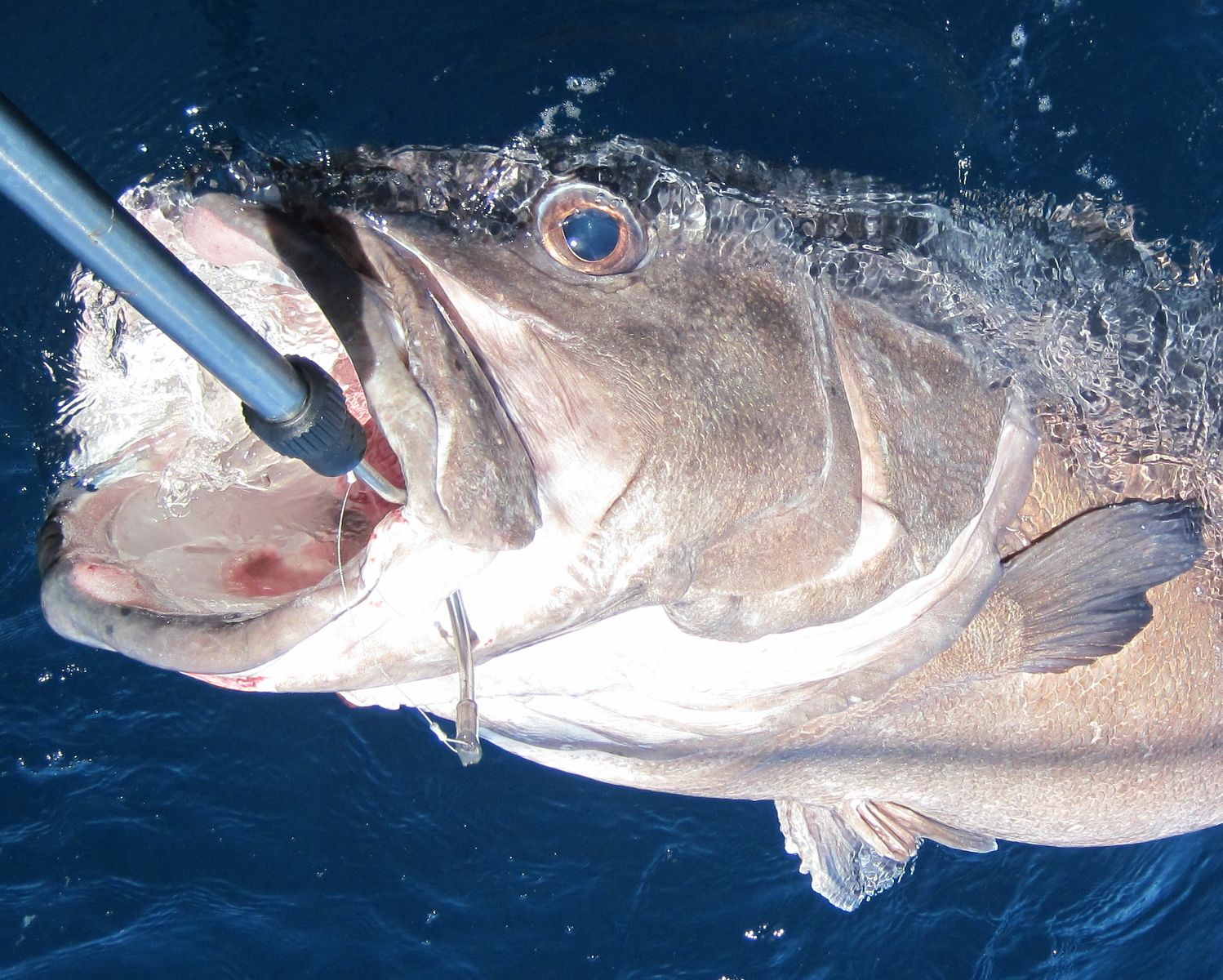 Puka and Bass Fishing - The Fishing Website