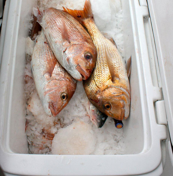 February Fishing Report from Wavedancer - The Fishing Website