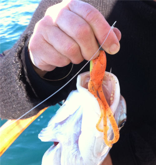 Top Catch fishing report - The Fishing Website