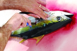 Gamefishing - Looking After Your Tuna. - The Fishing Website