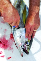 Gamefishing - Looking After Your Tuna. - The Fishing Website