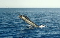 Gamefishing - Pitching Baits To Billfish. - The Fishing Website