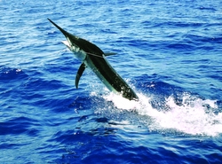 Gamefishing - Using Dead Bait - The Fishing Website