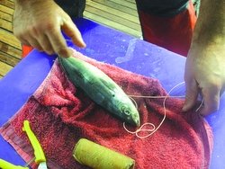 Gamefishing - Using Dead Bait - The Fishing Website