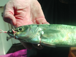 Gamefishing - Using Dead Bait - The Fishing Website