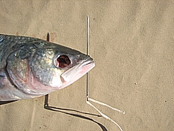 Gamefishing - Rigging a Swim Bait - The Fishing Website