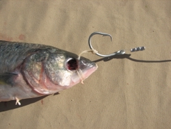 Gamefishing - Rigging a Swim Bait - The Fishing Website