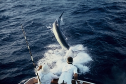 Gamefishing Techniques - Using flying gaffs. - The Fishing Website