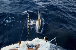 Gamefishing Techniques - Using flying gaffs. - The Fishing Website