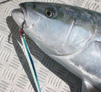 Jigging - speed jigging with long jigs - The Fishing Website
