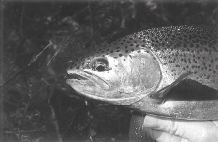 Winter Lake Fishing Options in Canterbury by Peter Langlands - The ...