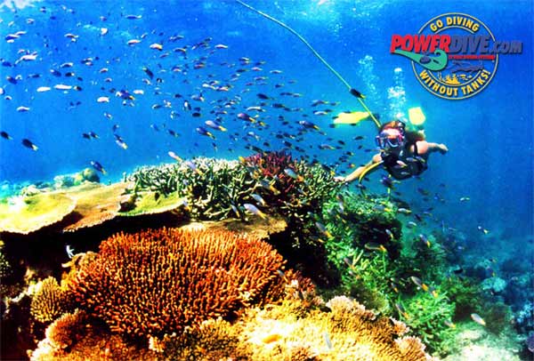 Power Dive - The Fishing Website