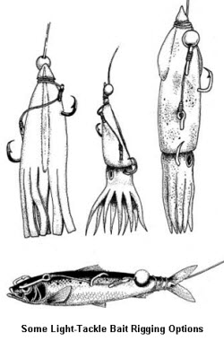 Snapper Fishing - 101 hot tips - The Fishing Website