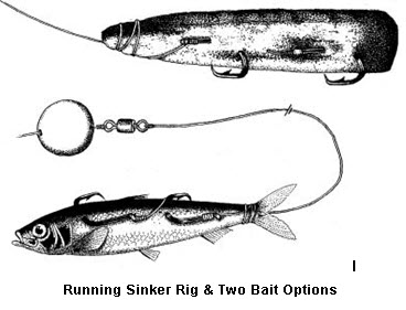 Snapper Fishing - 101 hot tips - The Fishing Website