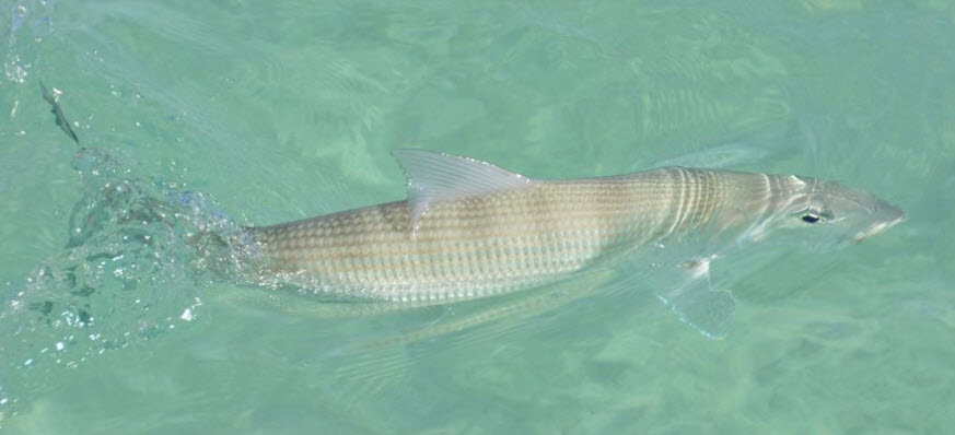 Aitutaki Bonefishing - The Fishing Website