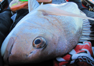 Nissan Navara 550STX review - The Fishing Website