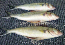 Gamefishing - Keeping baits fresh - The Fishing Website