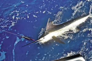 Beautiful Bermuda - The Fishing Website