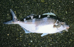 How to catch Blue Moki - The Fishing Website