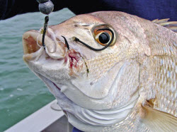 Catching snapper in the estuary - The Fishing Website