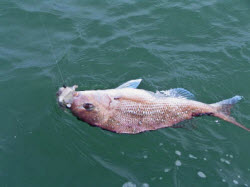 Catching snapper in the estuary - The Fishing Website