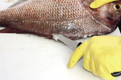 Filleting snapper - The Fishing Website