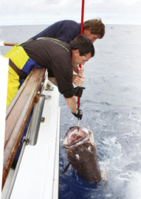 How to catch Groper,Bass,Hapuku & Bluenose - The Fishing Website