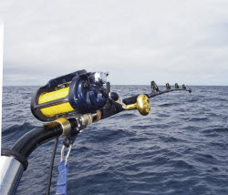 How to catch Groper,Bass,Hapuku & Bluenose - The Fishing Website