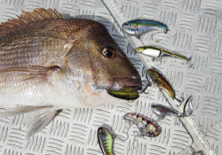 Snapper on hard-bodied lures - The Fishing Website