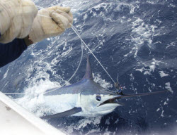 How to rig lures - The Fishing Website