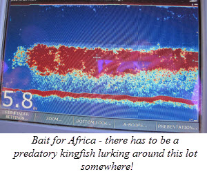 How to catch Kingfish on light tackle - The Fishing Website