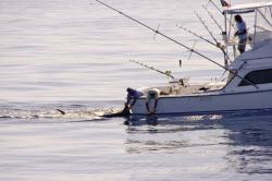 Making the most of the strike - The Fishing Website