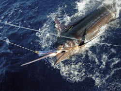 Making the most of the strike - The Fishing Website