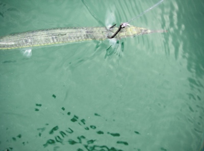 Baiting up with Piper - The Fishing Website