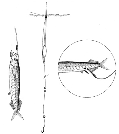 Baiting up with Piper - The Fishing Website